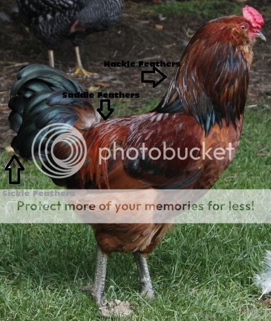 What breed is this rooster? | BackYard Chickens - Learn How to Raise ...