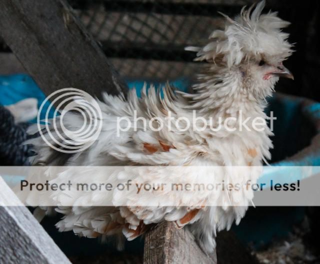 Pictures of your craziest looking chicken! | BackYard Chickens - Learn ...