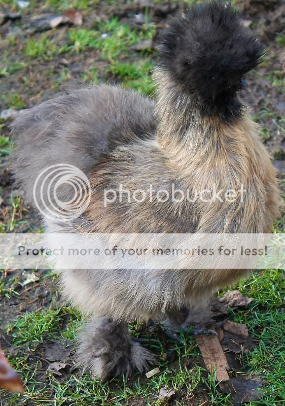 The extra toe gene: how does it work, exactly? | BackYard Chickens ...