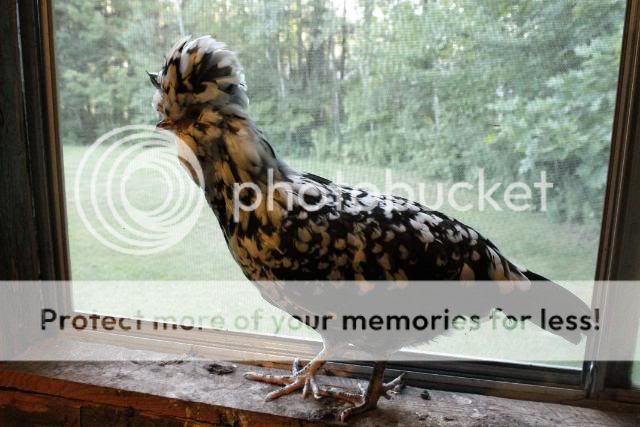 Polish and rare chickens | BackYard Chickens - Learn How to Raise Chickens