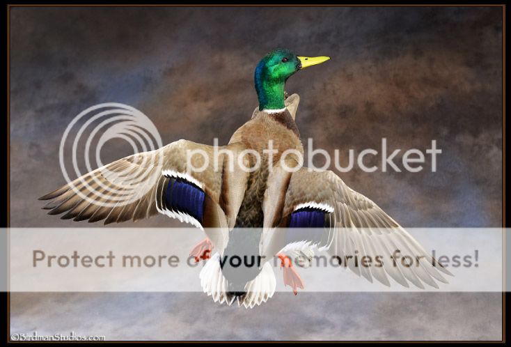 Pintail, Canvasback and Mallard | Duck Hunting Forum